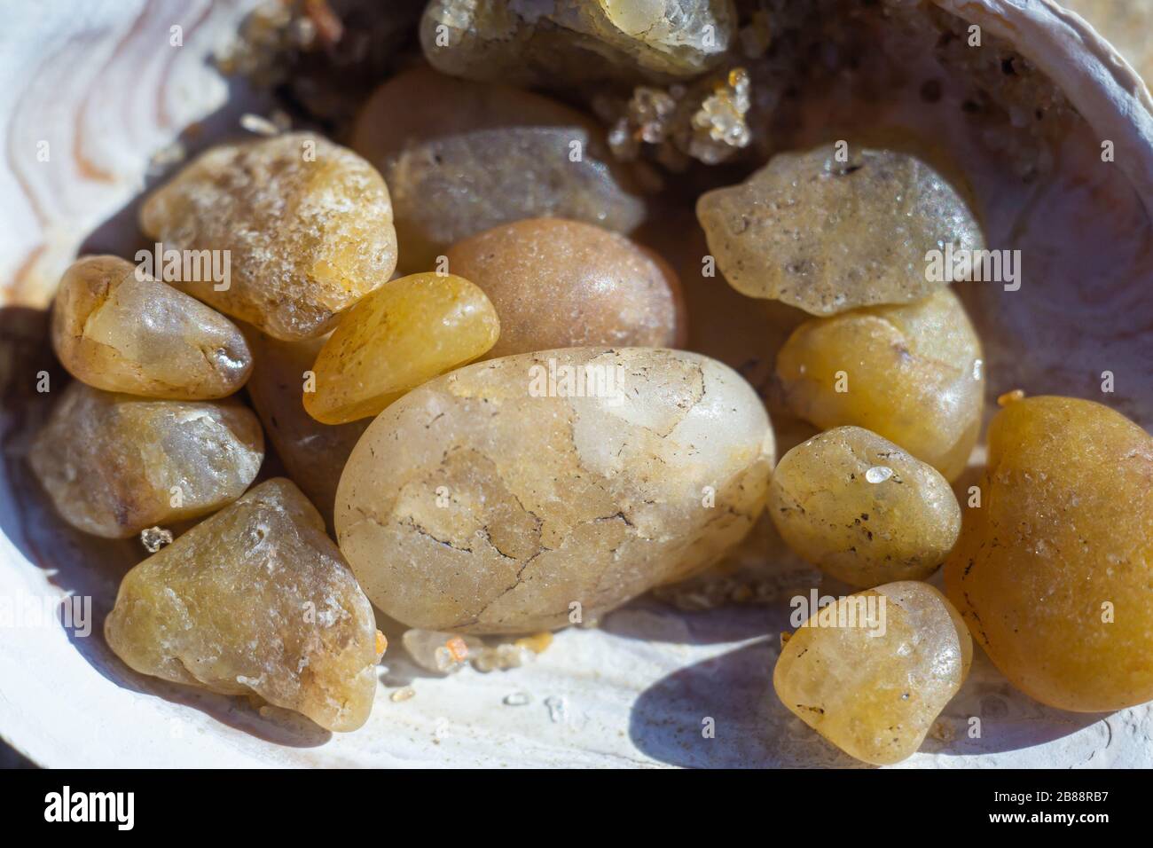 Macro photo of marine fossils such as shells on the sand on sunny ...