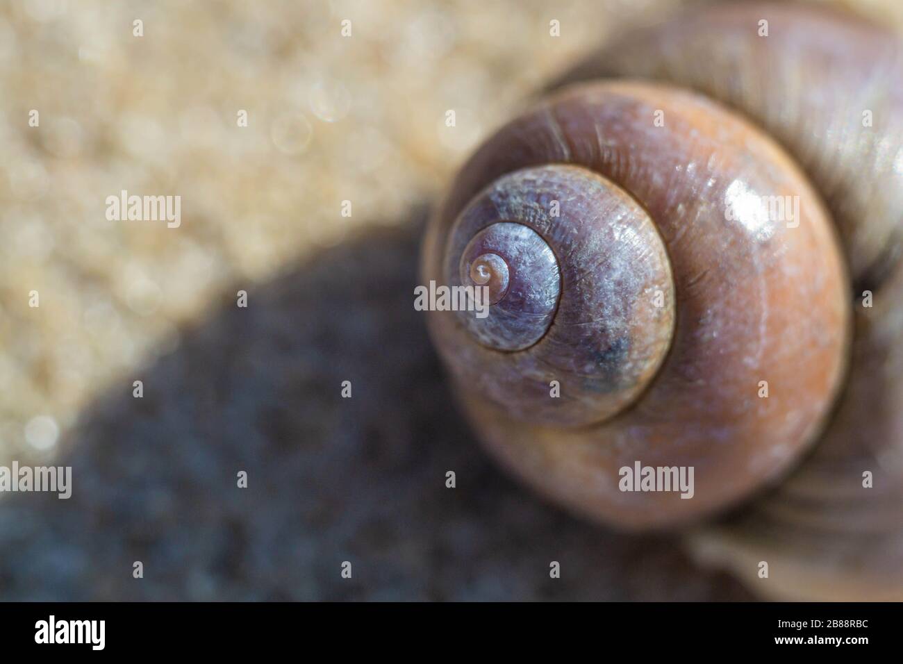 Small shell fossils hi-res stock photography and images - Alamy