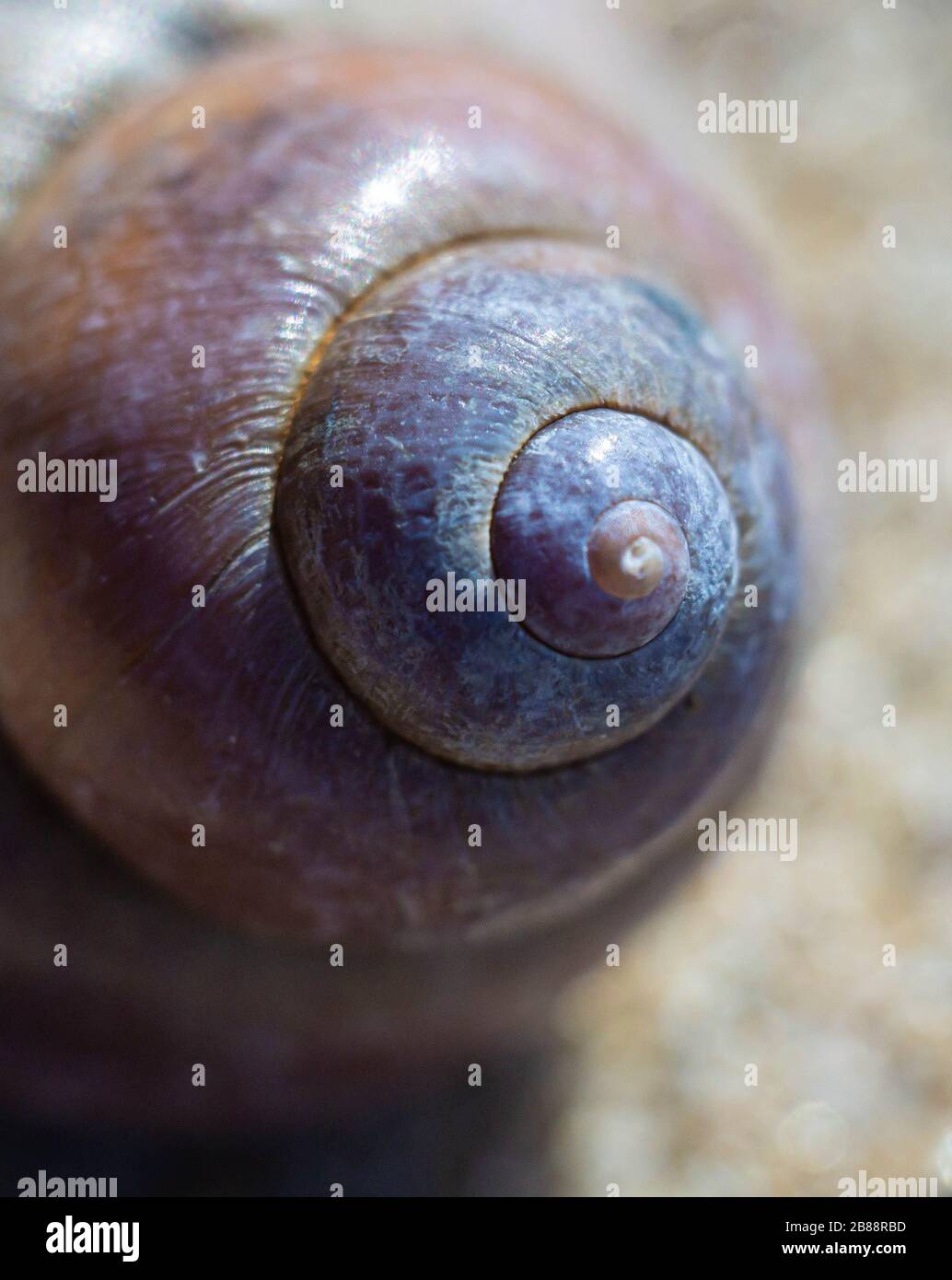 Small shell fossils hi-res stock photography and images - Alamy