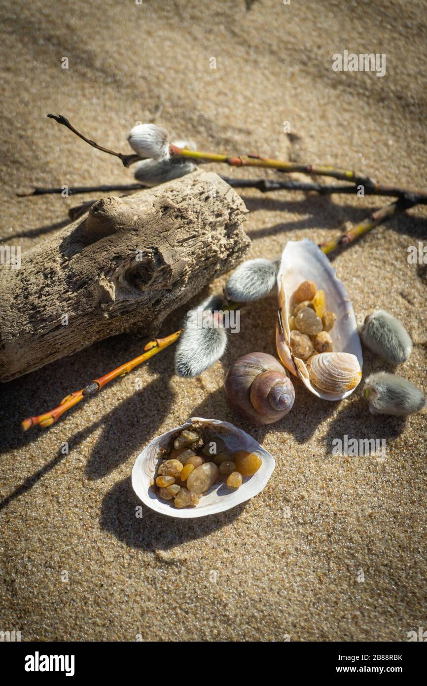 Small shell fossils hi-res stock photography and images - Alamy