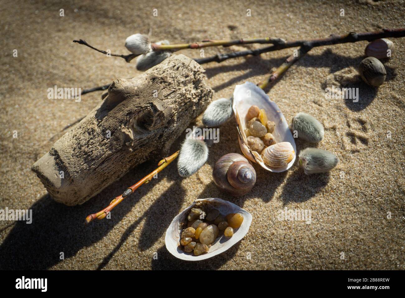 Macro photo of marine fossils such as shells on the sand on sunny ...