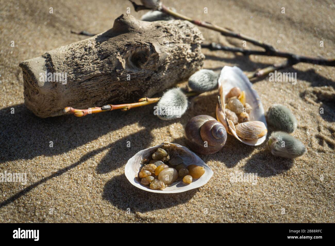 Small shell fossils hi-res stock photography and images - Alamy