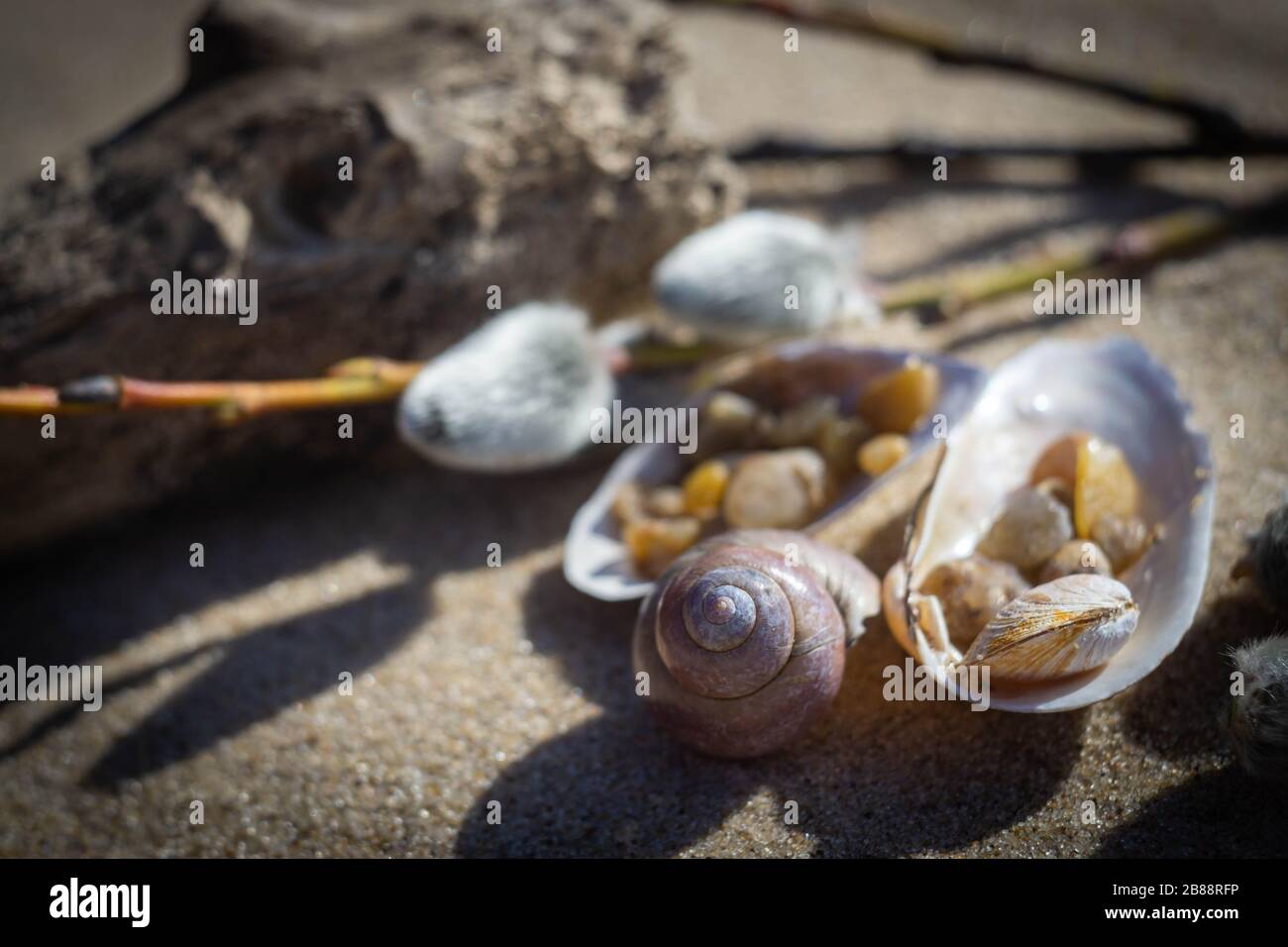 Macro photo of marine fossils such as shells on the sand on sunny ...