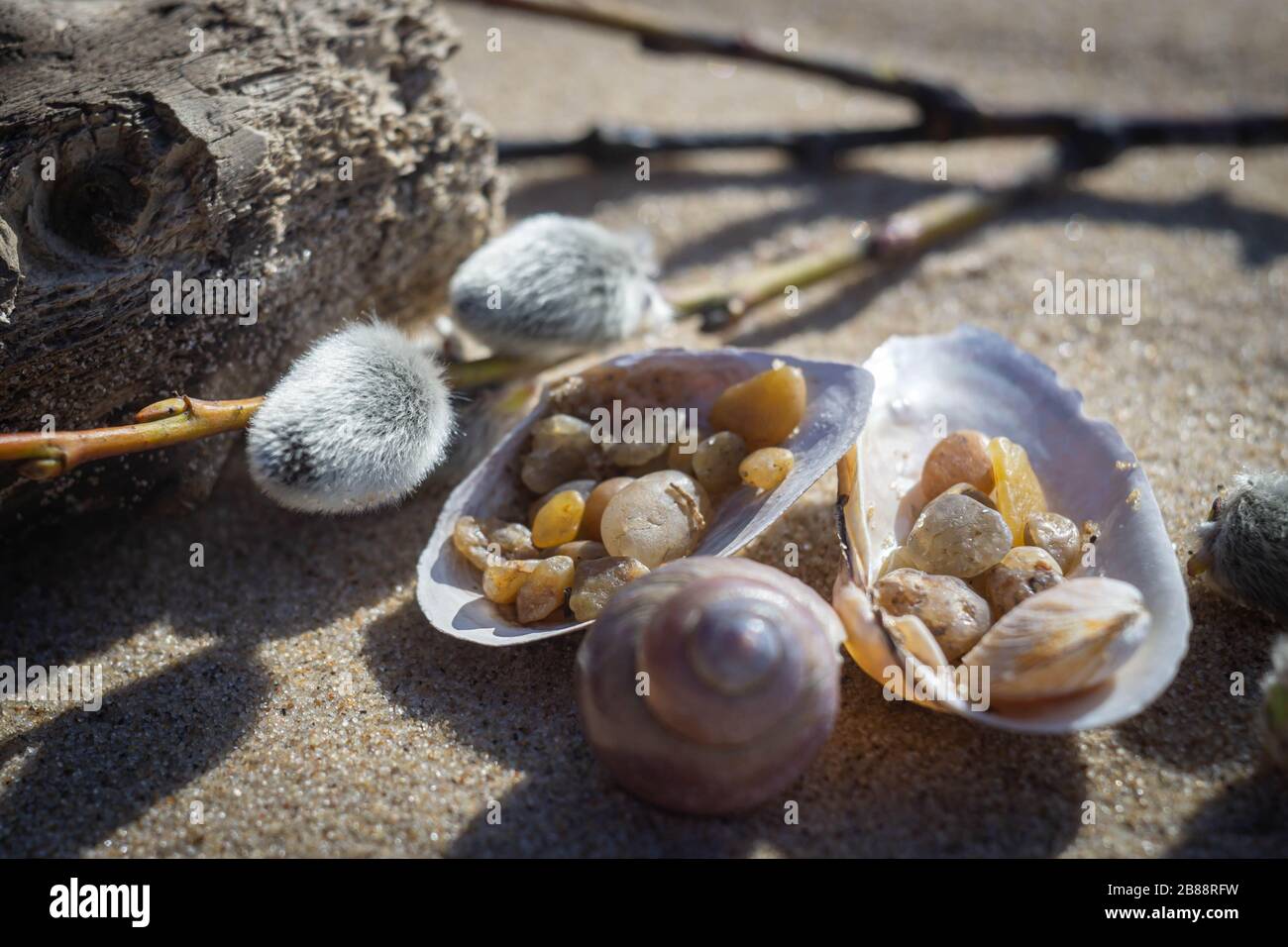 Macro photo of marine fossils such as shells on the sand on sunny ...