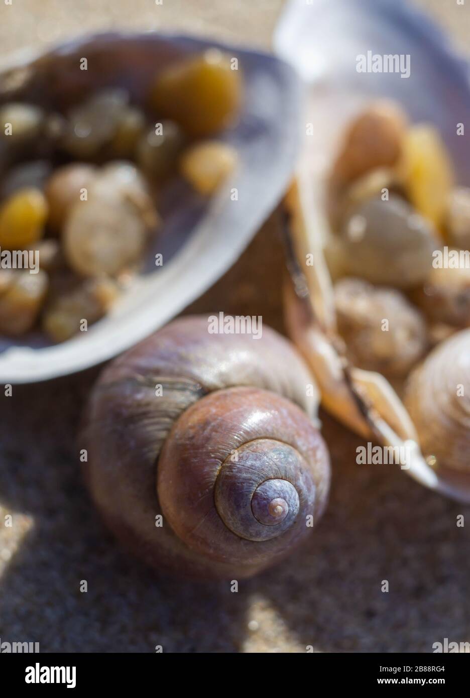 Small shell fossils hi-res stock photography and images - Alamy
