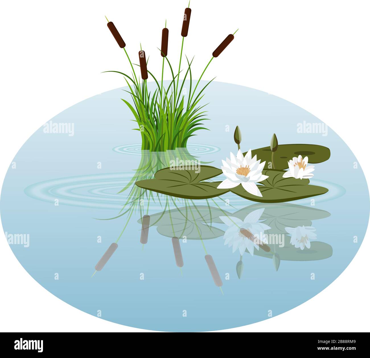 Water Lily Leaf Vector