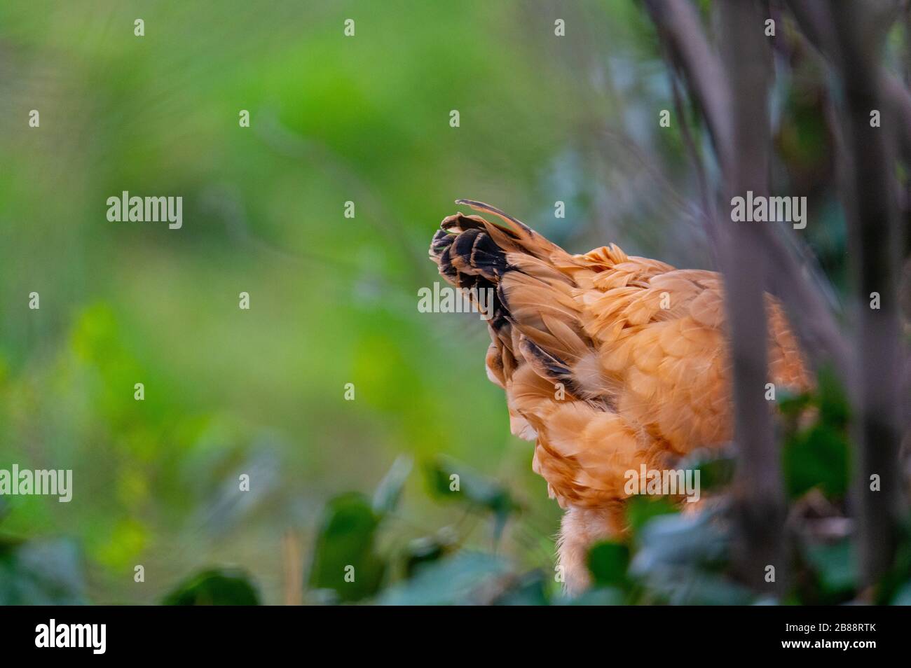 Chicken runs hi-res stock photography and images - Alamy