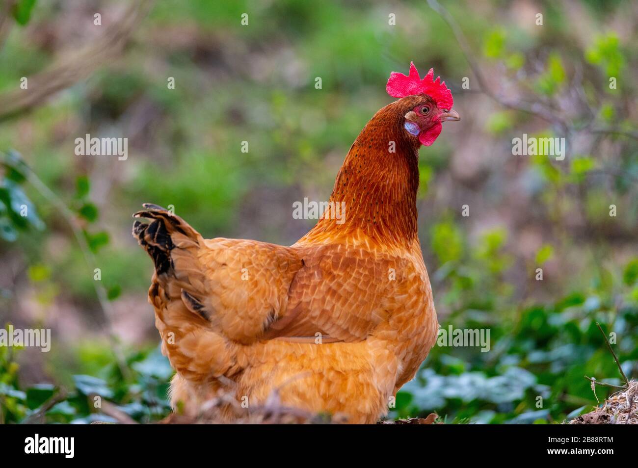 a chicken runs along a road in northern germany Stock Photo - Alamy