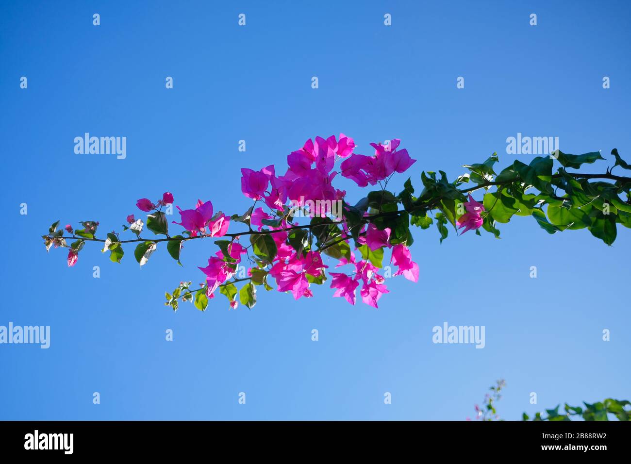 Bougainvillea flowers in Bodrum city of Turkey Stock Photo - Alamy