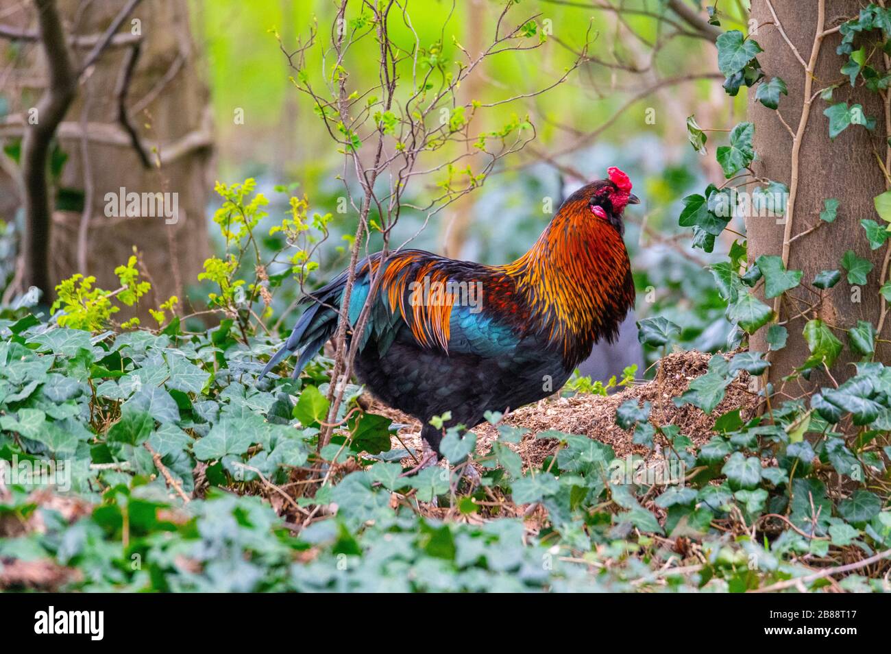 a rooster runs along a road in northern germany Stock Photo - Alamy