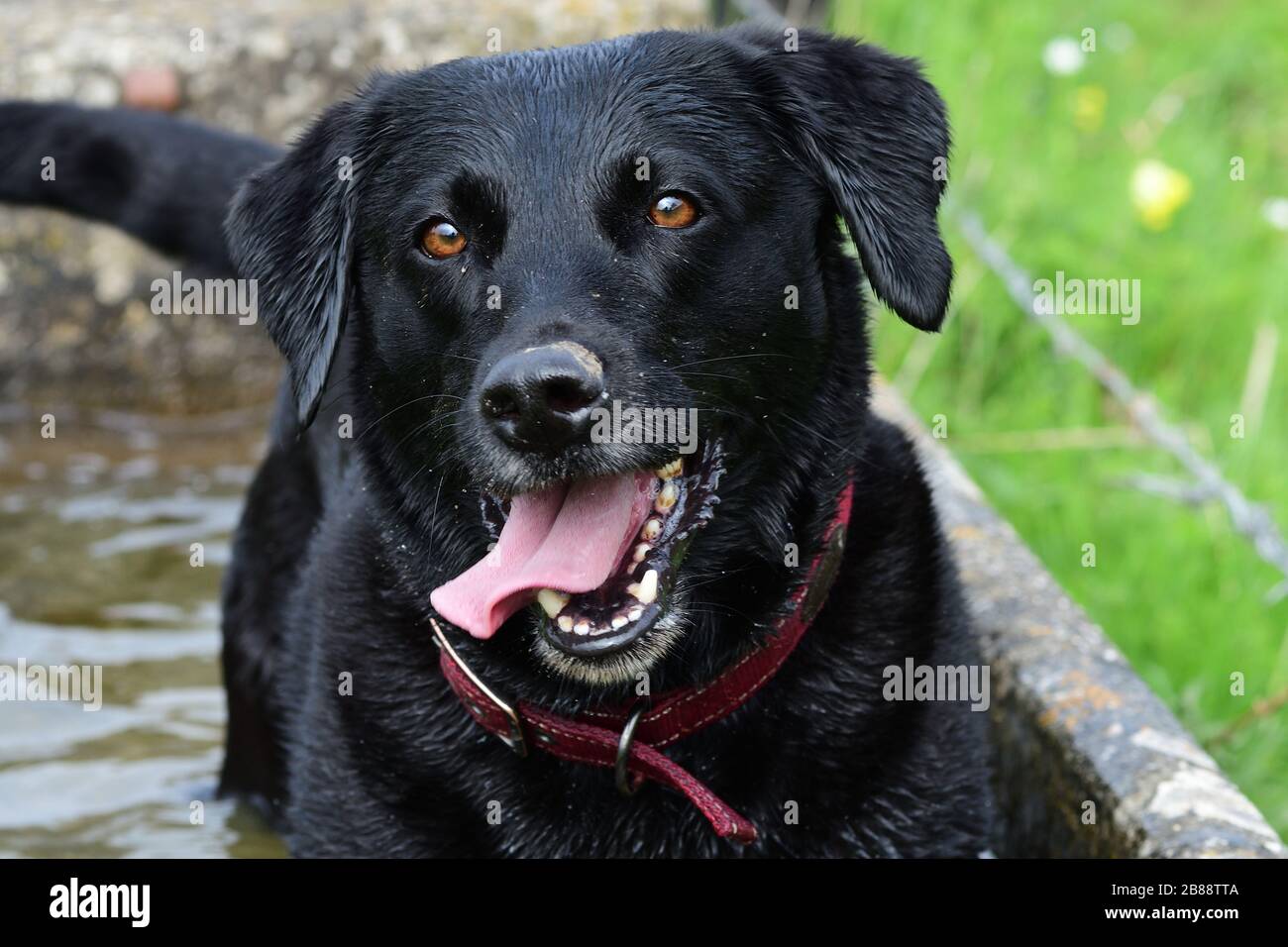 Close up portrait of a wet black Labrador standing in a water trough ...
