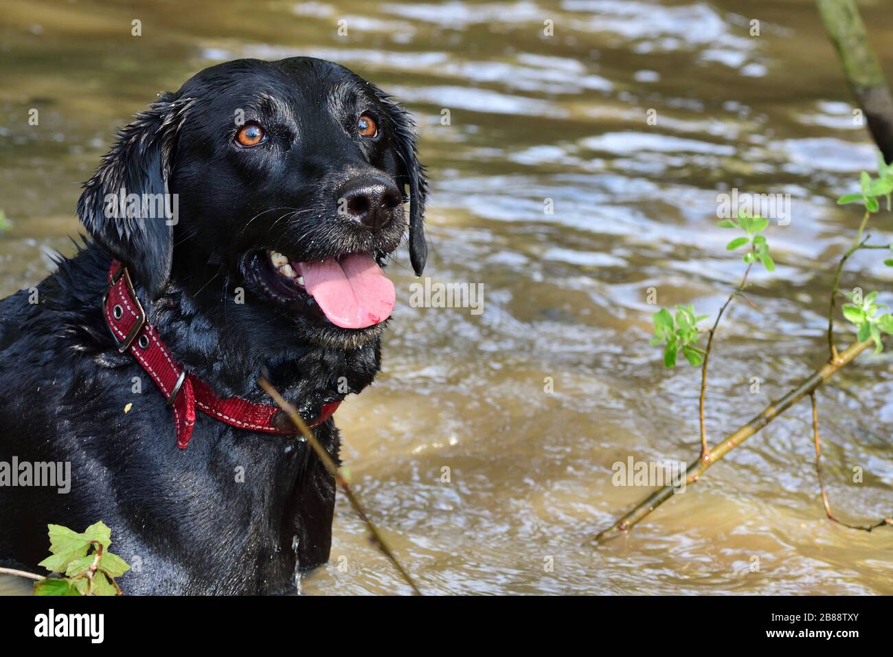 Portrait of a wet black Labrador standing in the water Stock Photo - Alamy