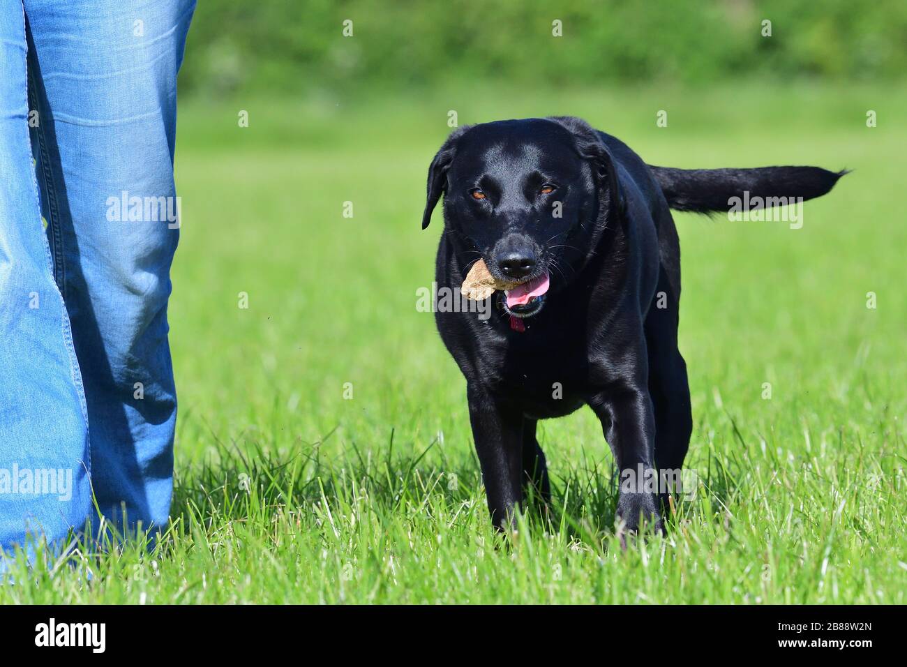 Action shot of a young black Labrador standing next to it's owner with ...