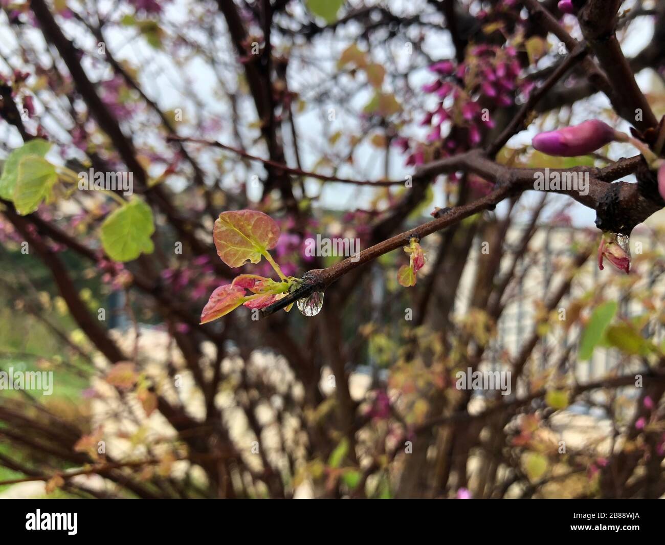 Rain tree branch hi-res stock photography and images - Alamy