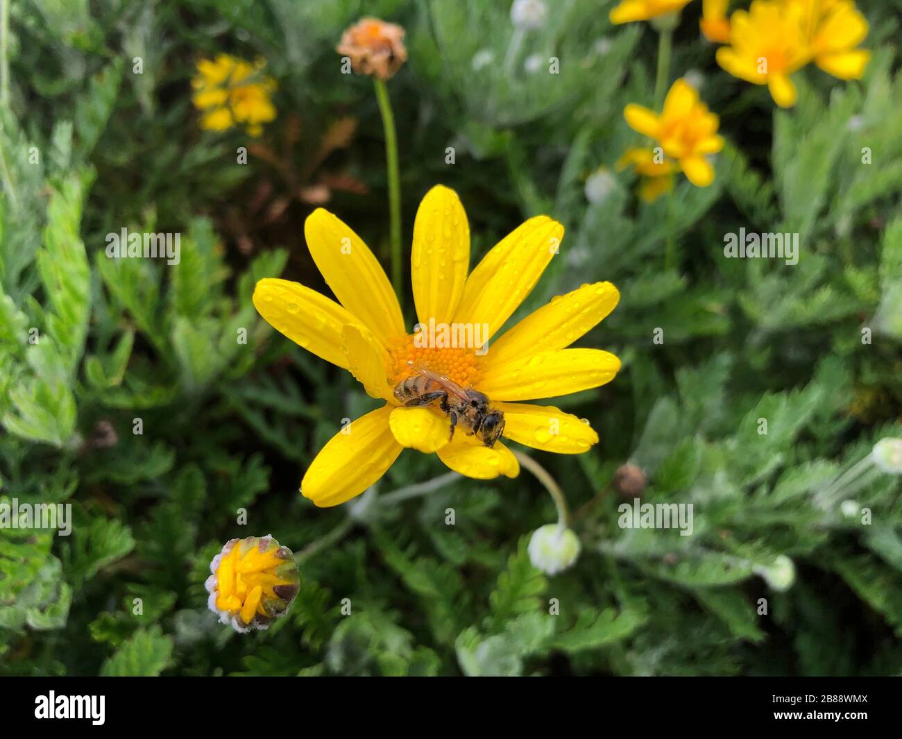 Wet bee on flower hi-res stock photography and images - Alamy