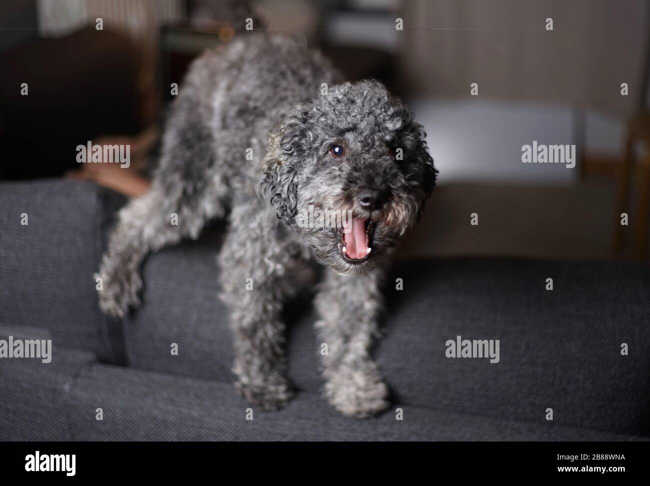 Portrait of a young cute grey dwarf poodle with teddy cut Stock Photo ...
