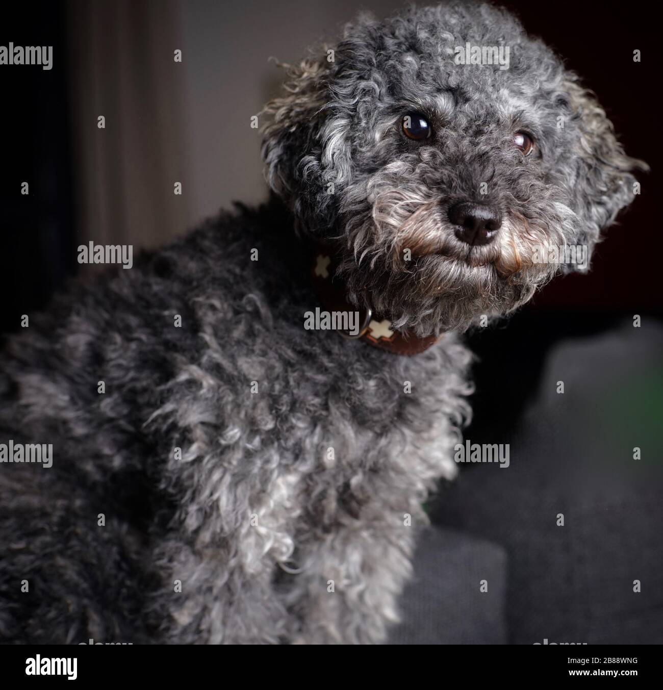 Portrait of a young cute grey dwarf poodle with teddy cut Stock Photo ...