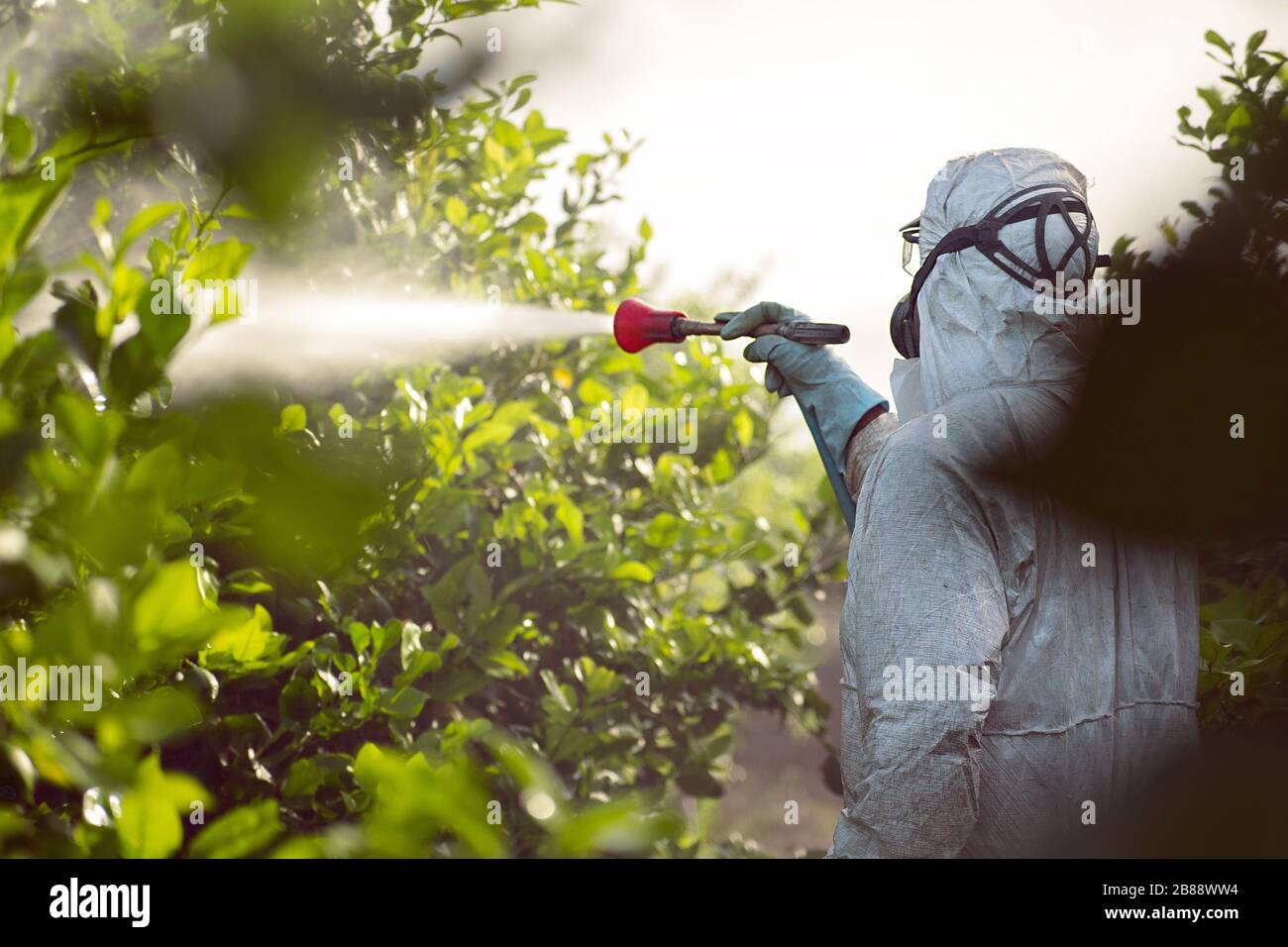 Spray pesticides, pesticide on fruit lemon in growing agricultural ...