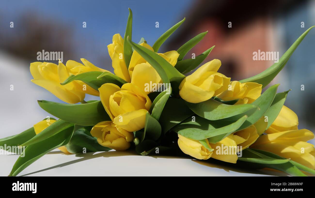 bouquet of yellow tulips in spring sun Stock Photo - Alamy