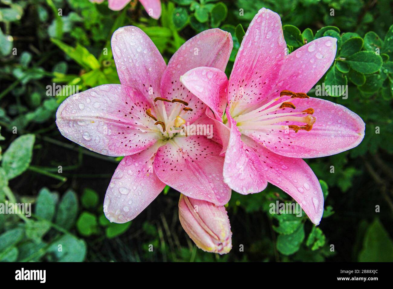 Colorful lilies with green leaves Stock Photo - Alamy