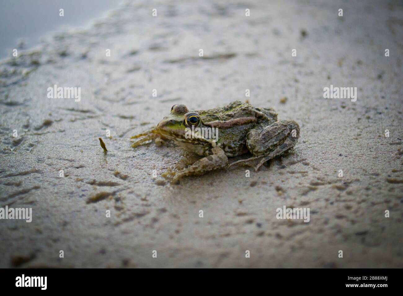 Frog sitting pose hi-res stock photography and images - Alamy