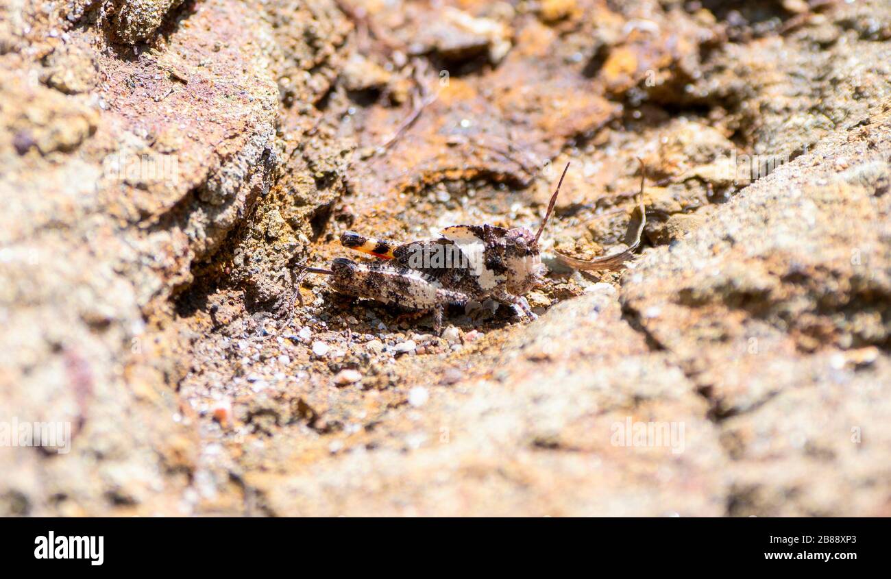 Mottled grasshopper close up hi-res stock photography and images - Alamy