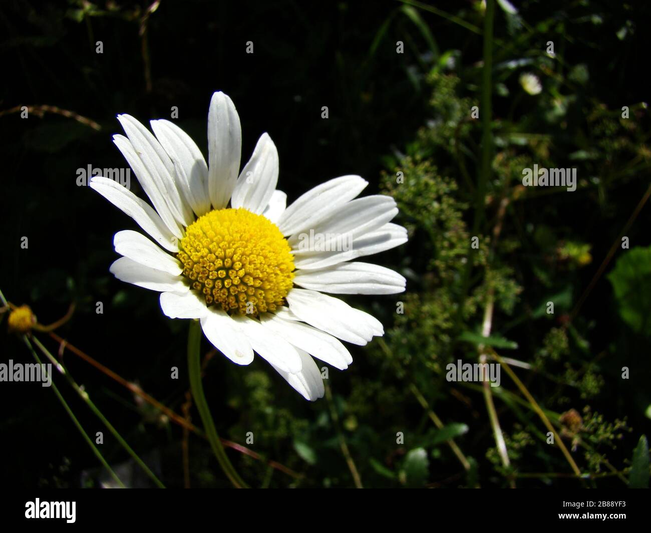 Singular daisy hi-res stock photography and images - Alamy
