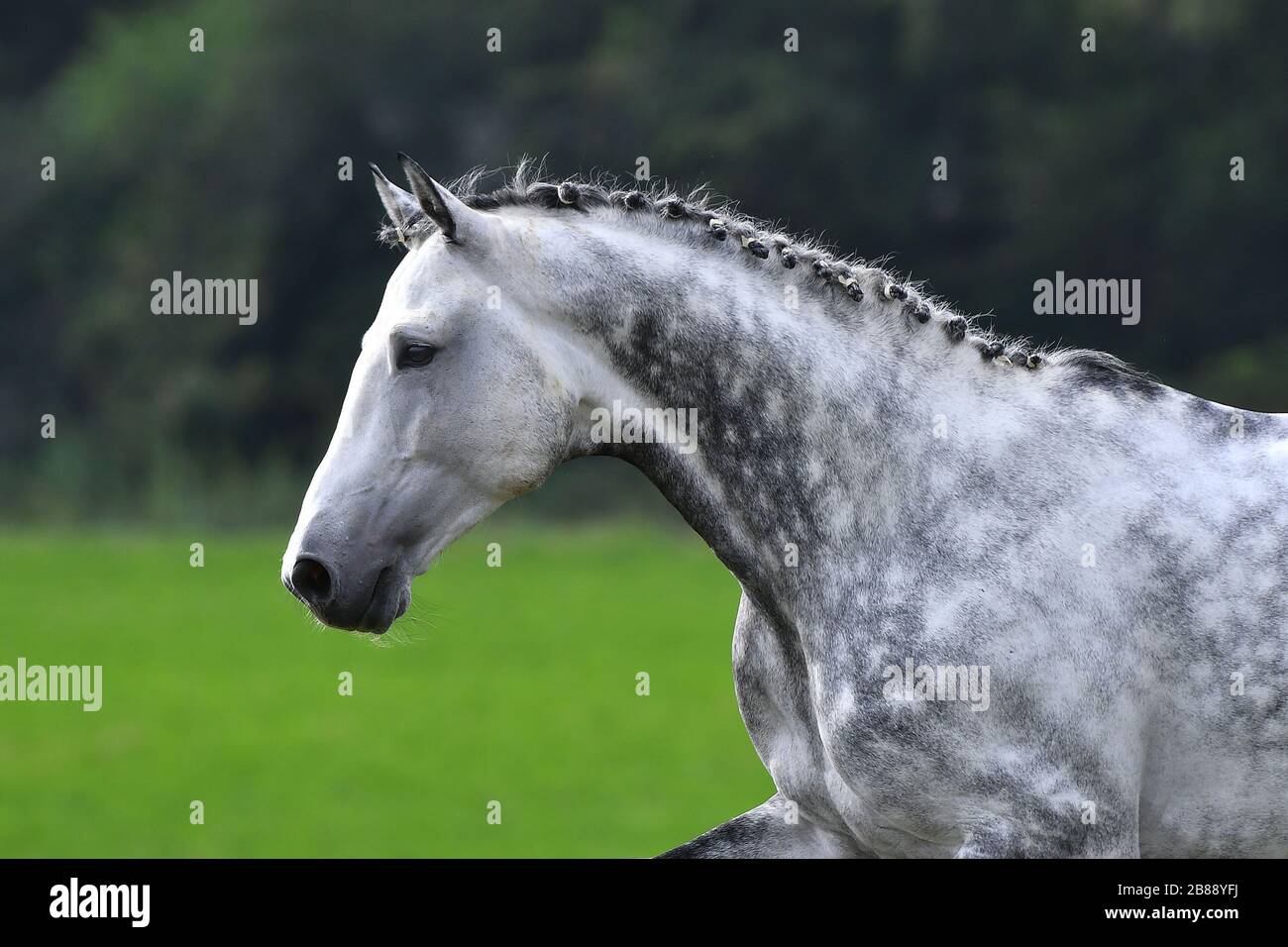 Dappled gray stallion hi-res stock photography and images - Alamy