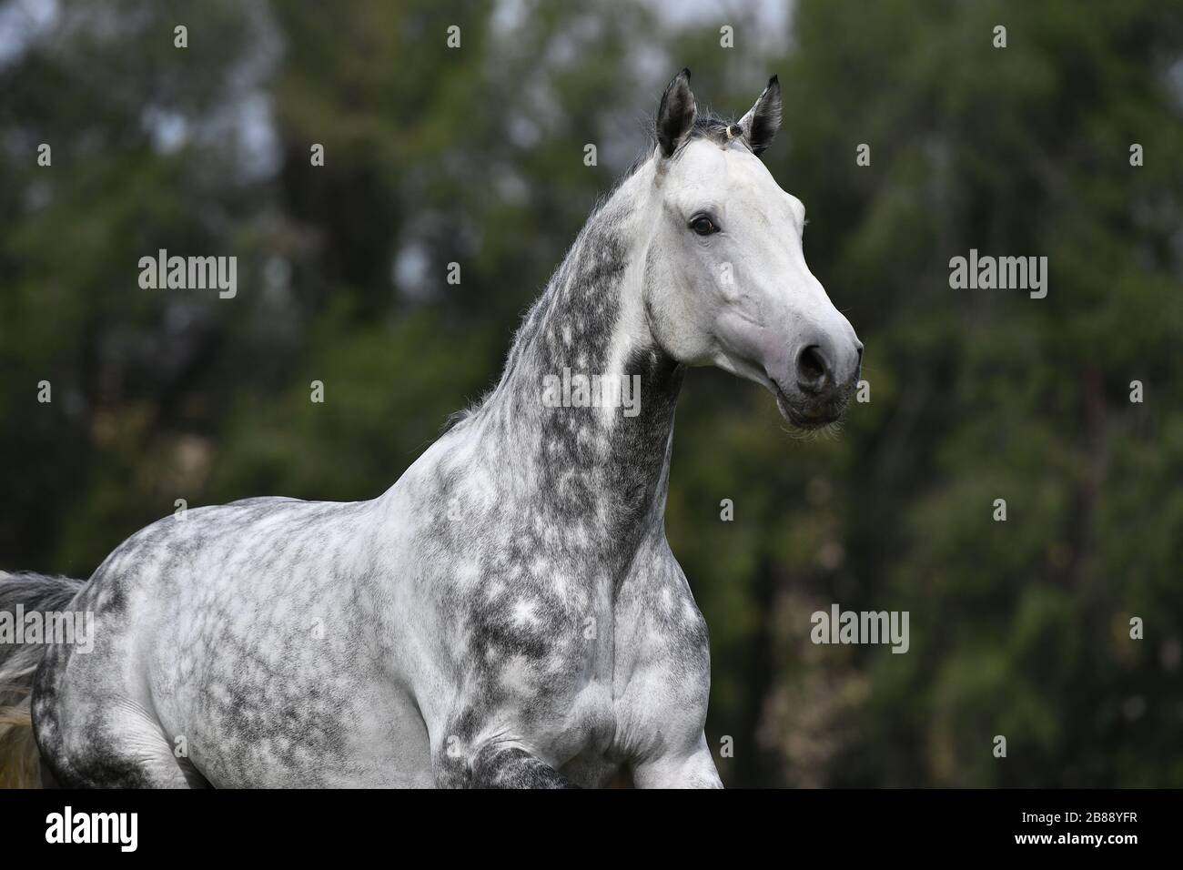 Dappled gray stallion hi-res stock photography and images - Alamy
