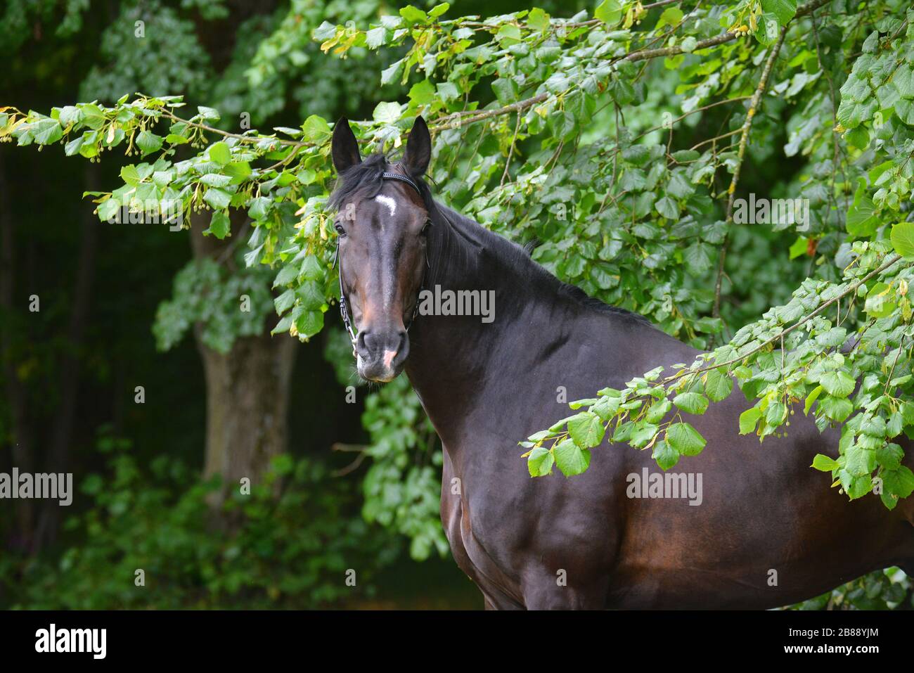 Dark Bay Thoroughbred Stallion