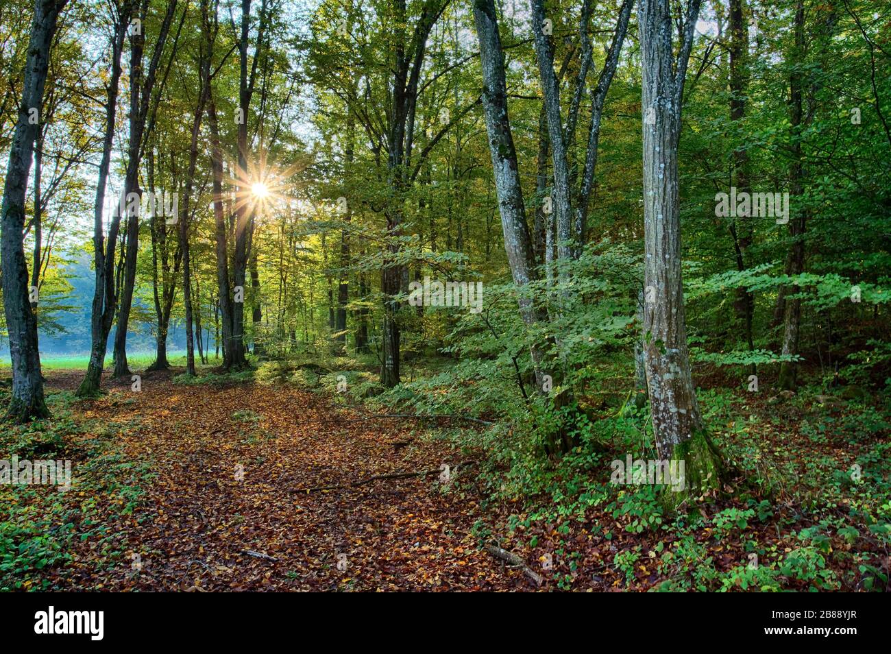 Beautiful sunrise in the green summer forest Stock Photo - Alamy