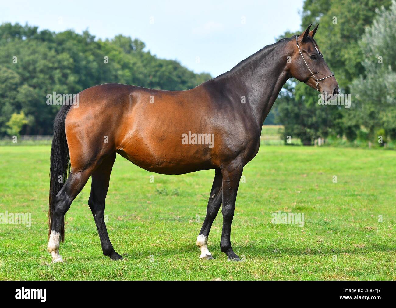Horse Standing Square