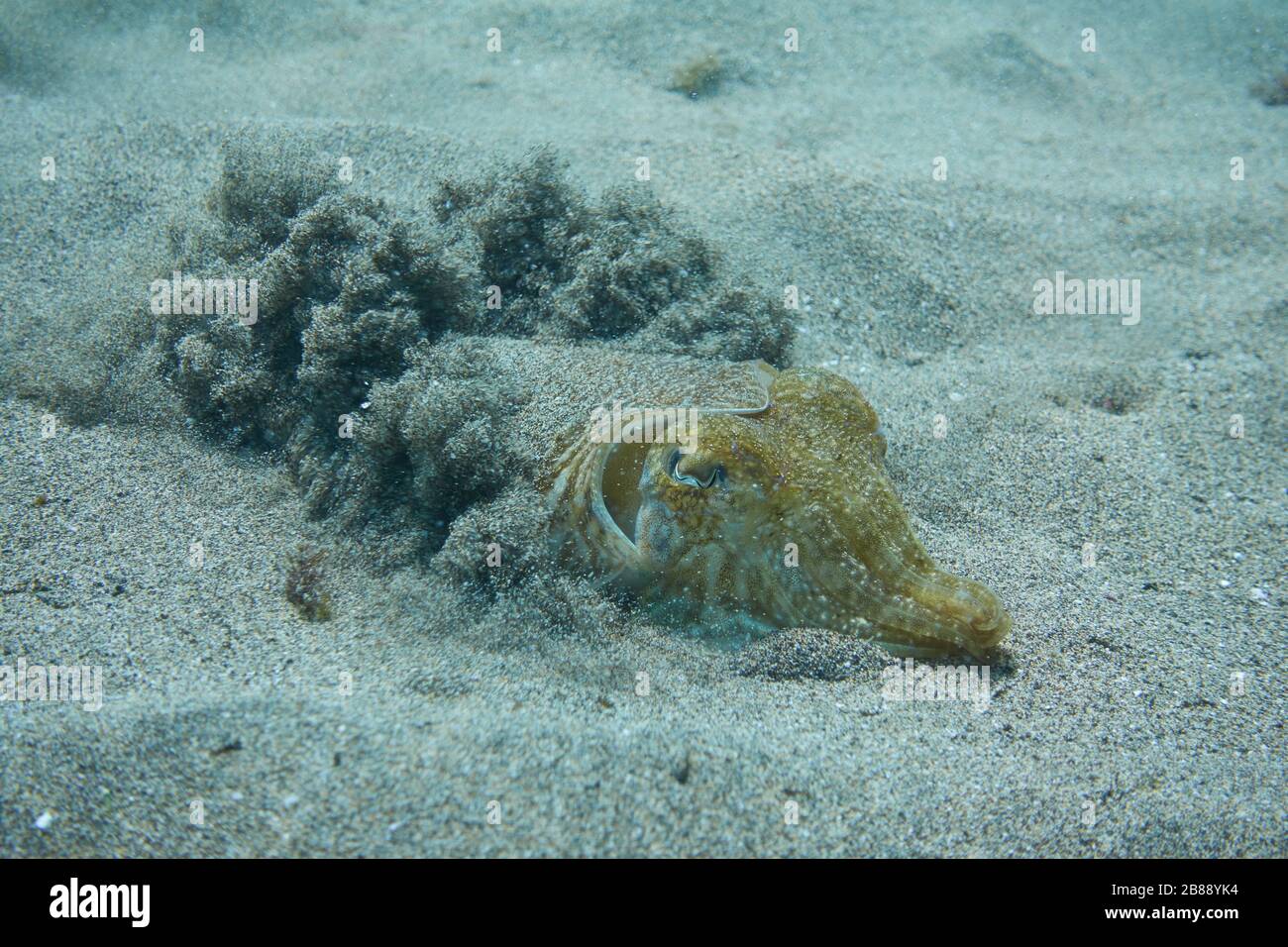 Happy cuttlefish hi-res stock photography and images - Alamy