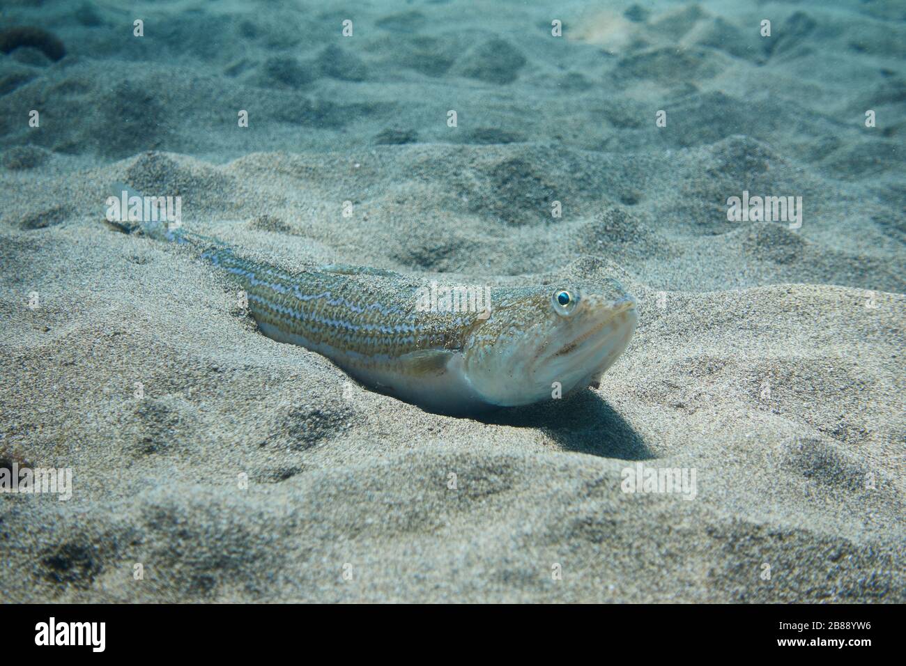 Weever hi-res stock photography and images - Alamy