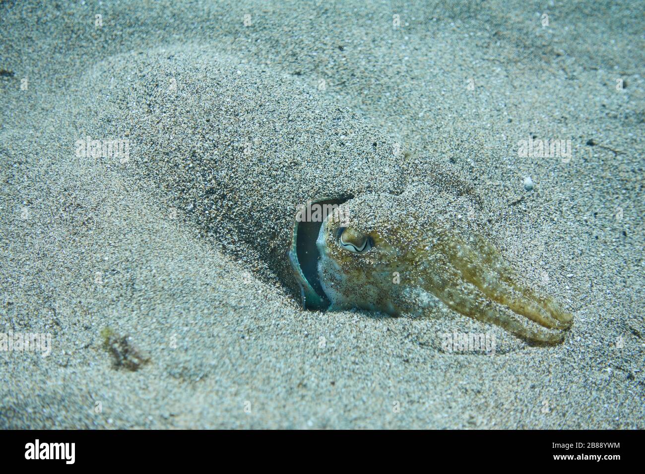 Happy cuttlefish hi-res stock photography and images - Alamy