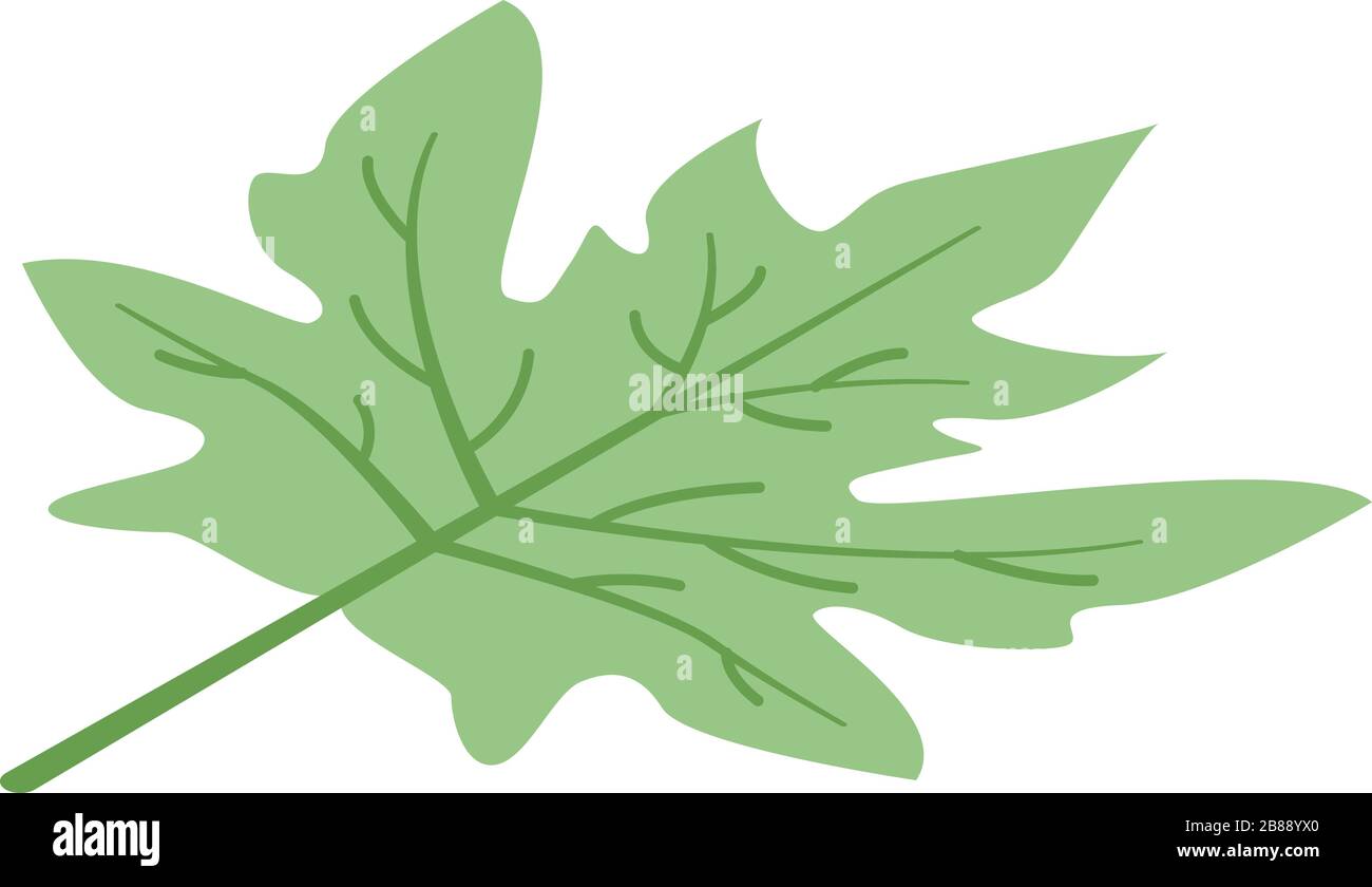 Papaya leaf icon, isometric style Stock Vector Image & Art - Alamy