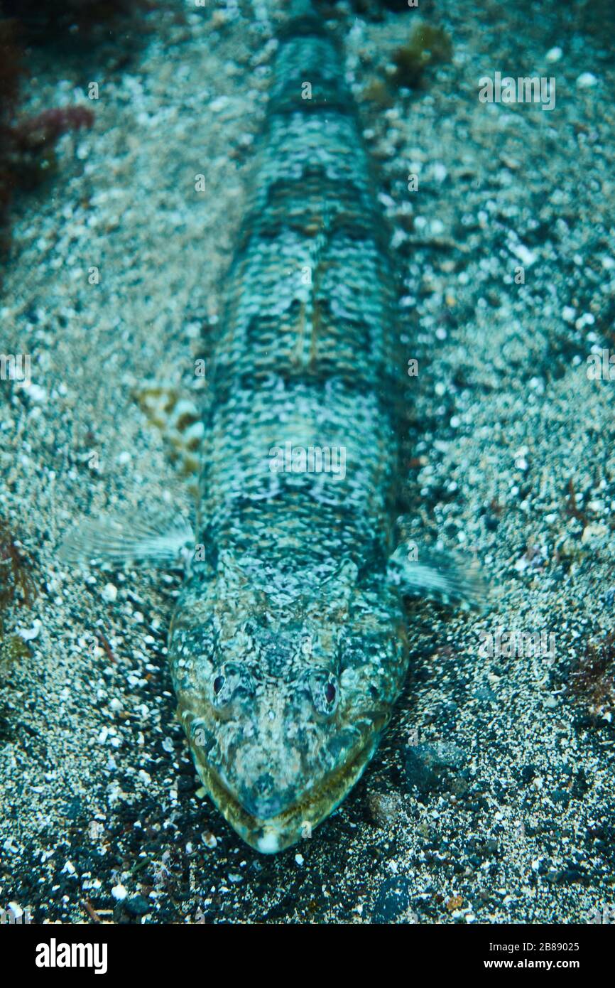 Benthic fish hi-res stock photography and images - Alamy