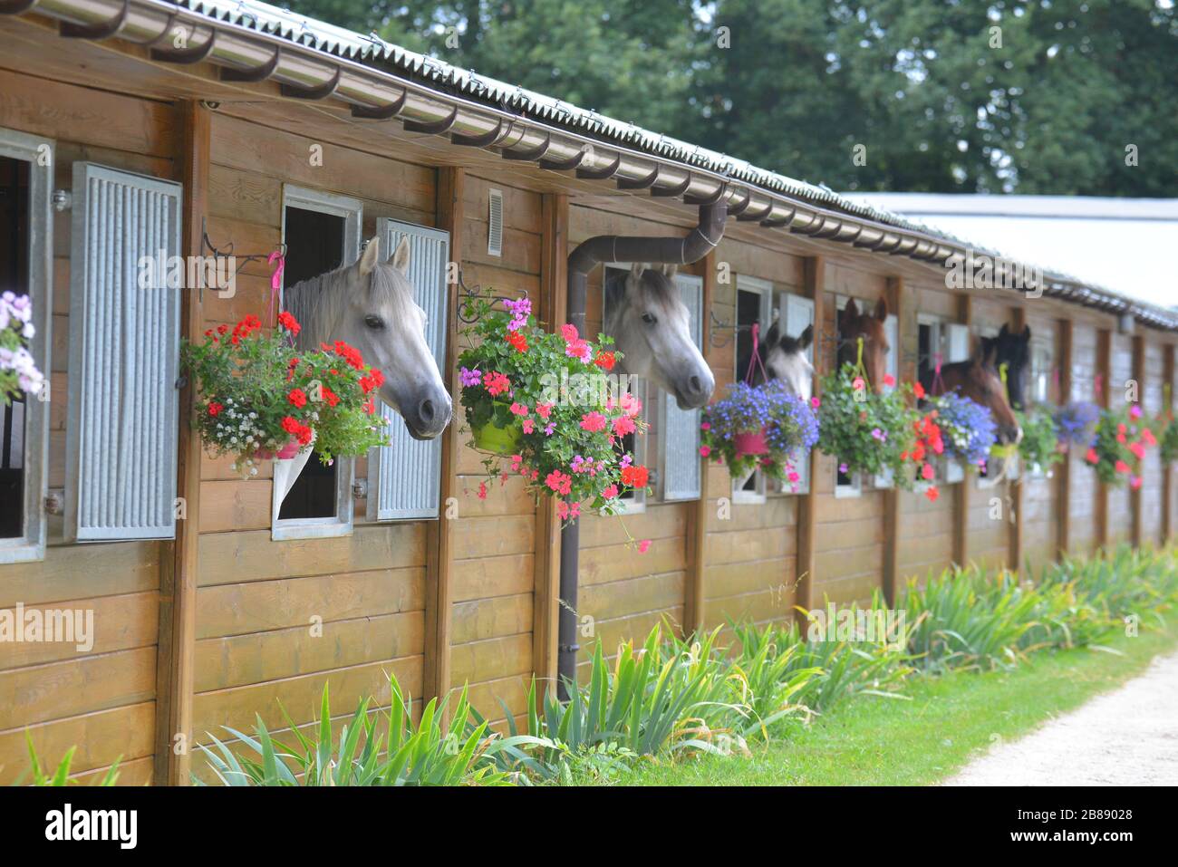 White horses in a row looking outside the open type stable decorated ...