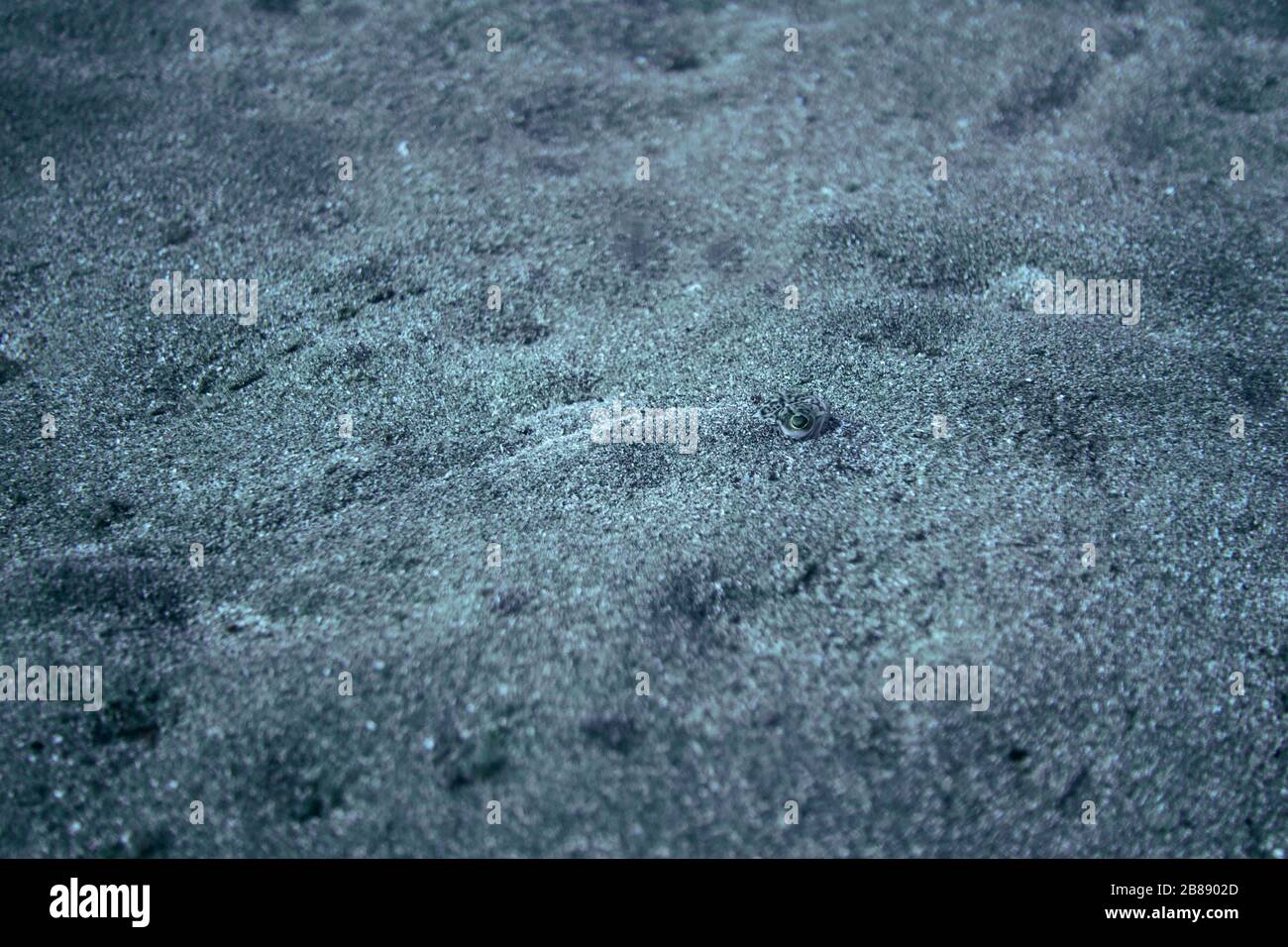 Fish hiding under the sand in the sea Stock Photo - Alamy