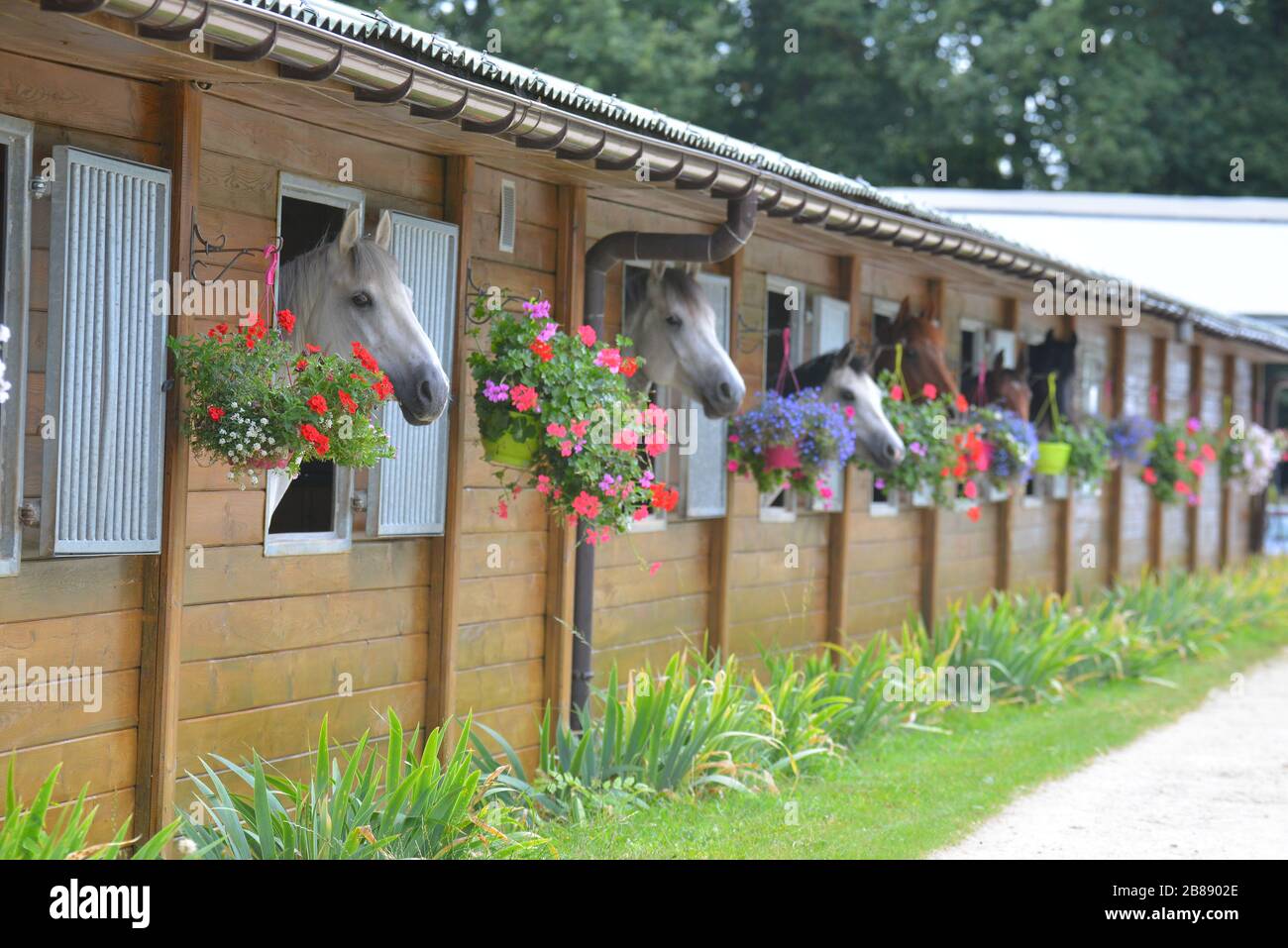 White horses in a row looking outside the open type stable decorated ...