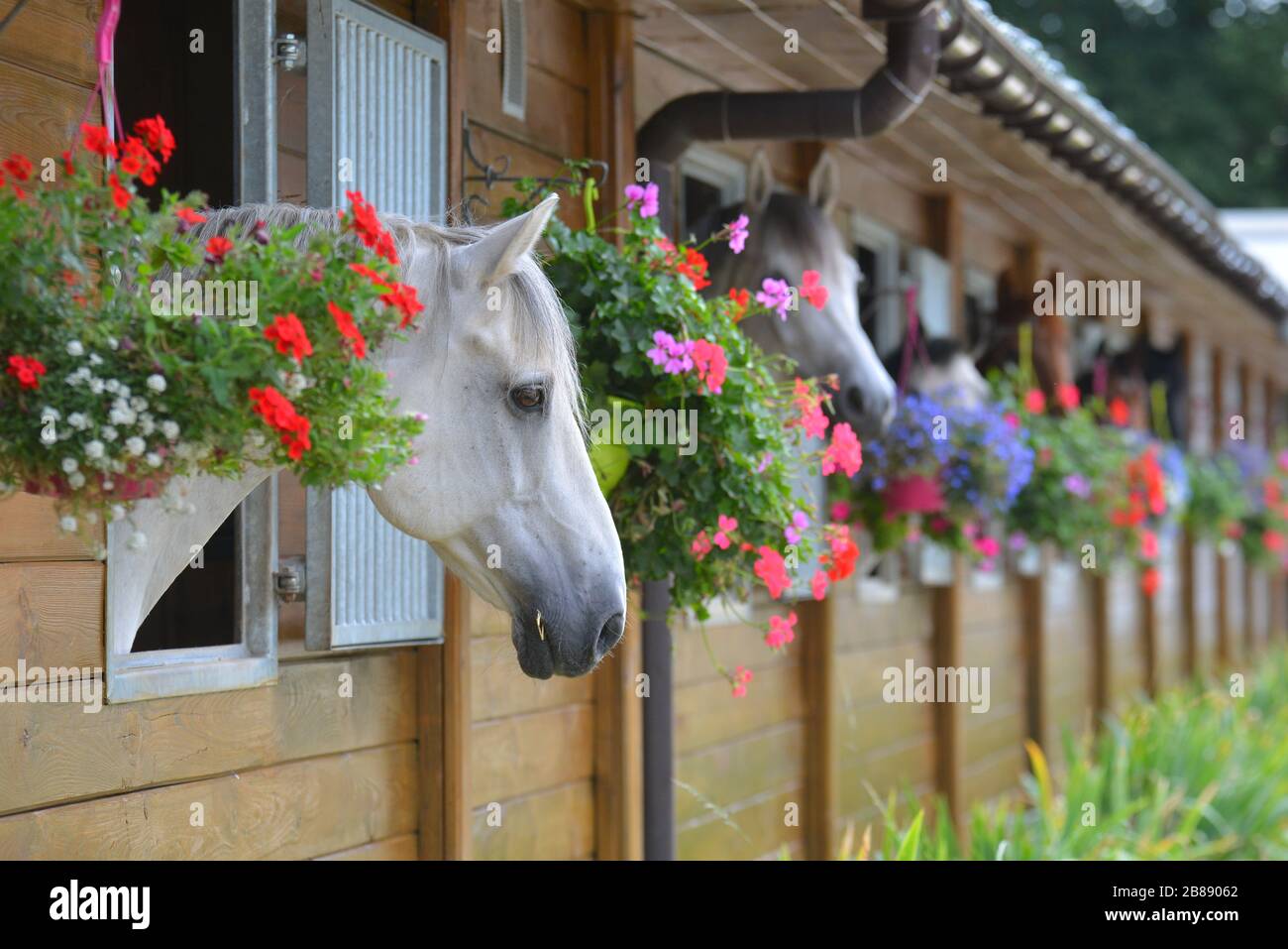 White horses in a row looking outside the open type stable decorated ...