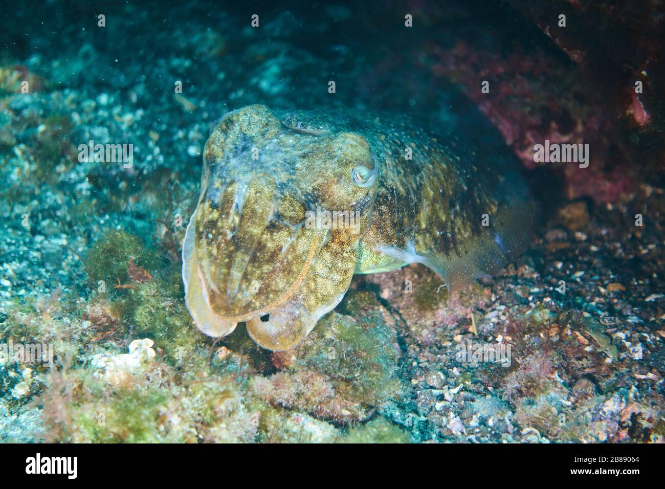 Curious cuttlefish hi-res stock photography and images - Alamy