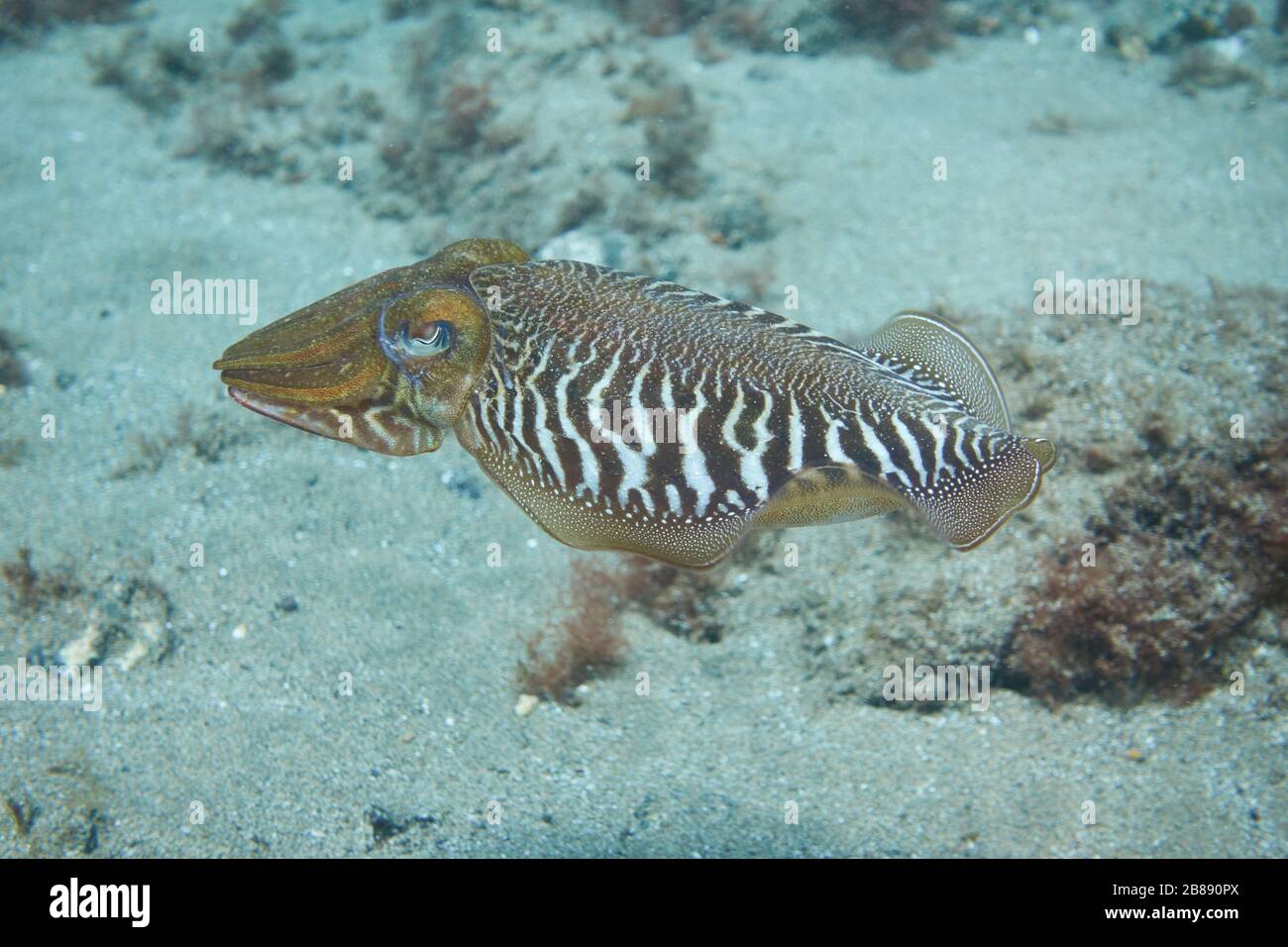 Clever cuttlefish hi-res stock photography and images - Alamy