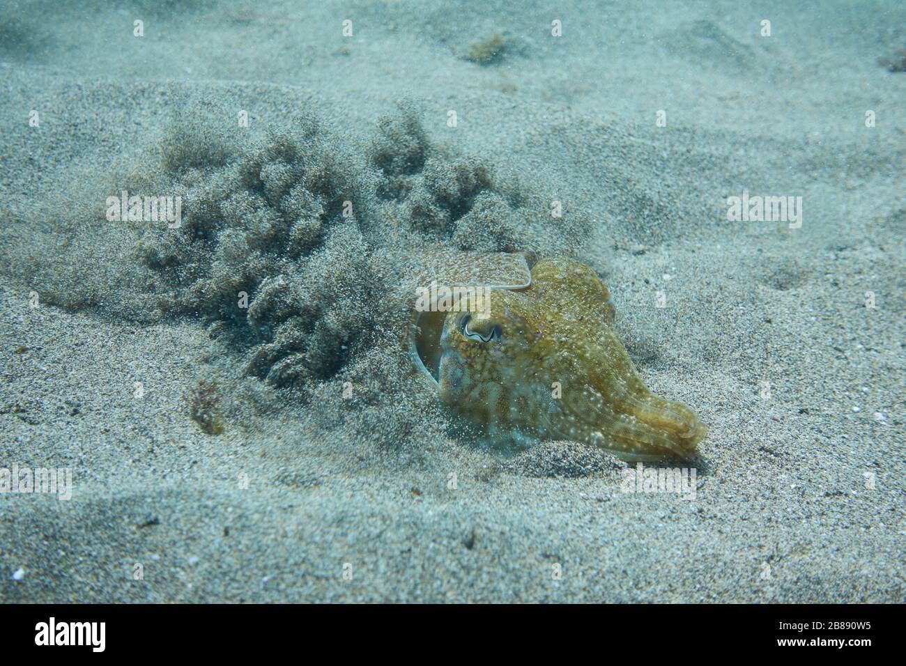 Cuttlefish Hiding underwater in a sandy seabed Stock Photo - Alamy