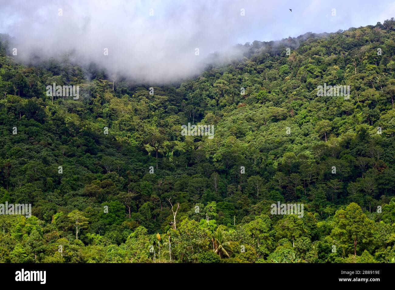 Gunung Palung Rainforest Stock Photo - Alamy