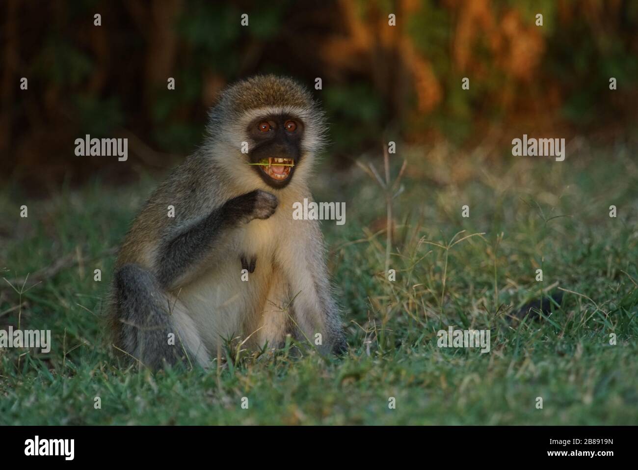 Kenyan Vervet Monkey eating grass and showing his teeth Stock Photo - Alamy