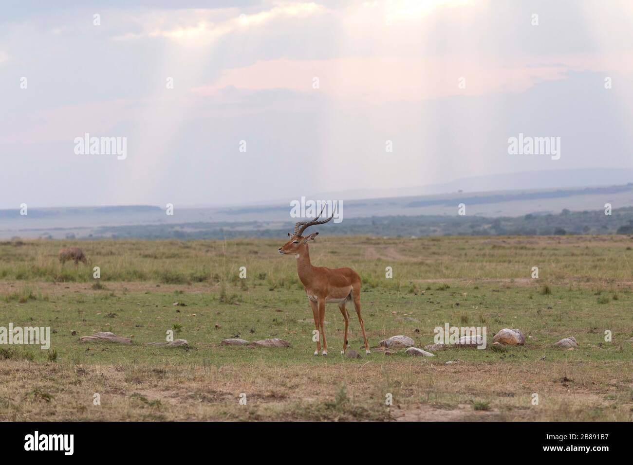 Impala in Kenya Stock Photo - Alamy