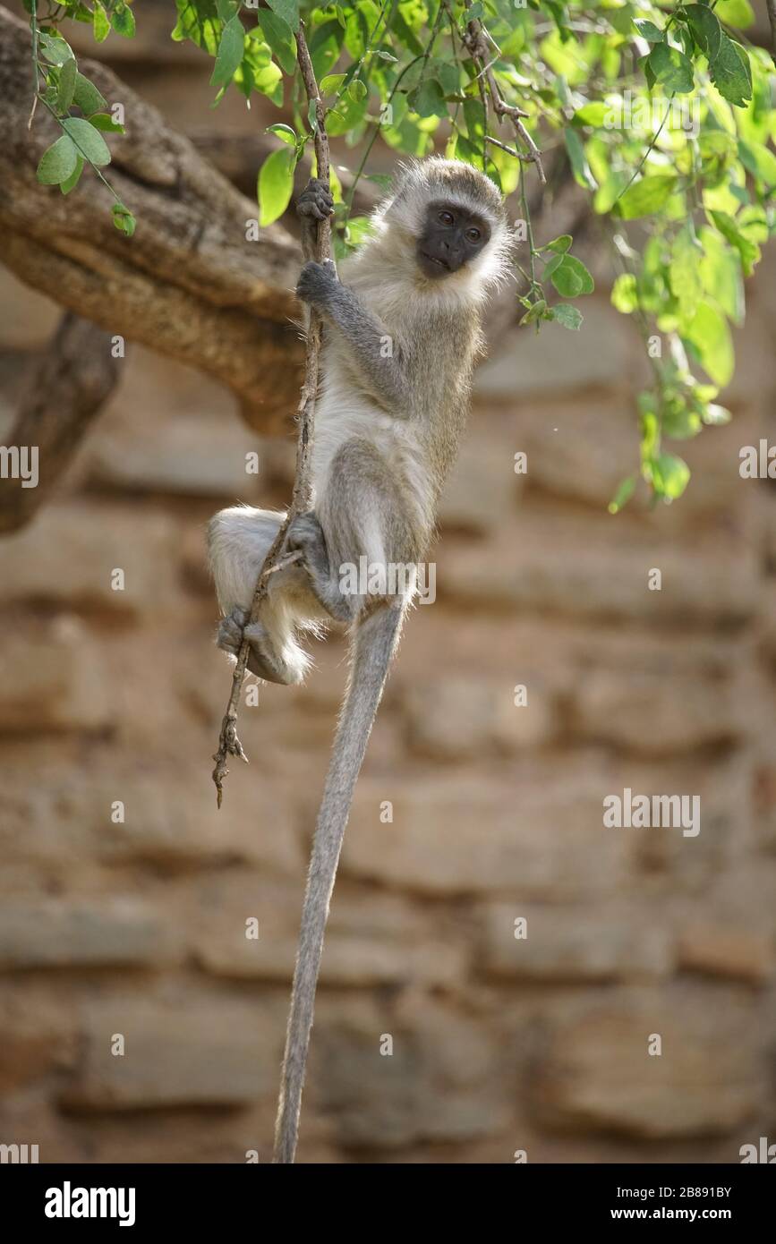 Monkey around hi-res stock photography and images - Alamy