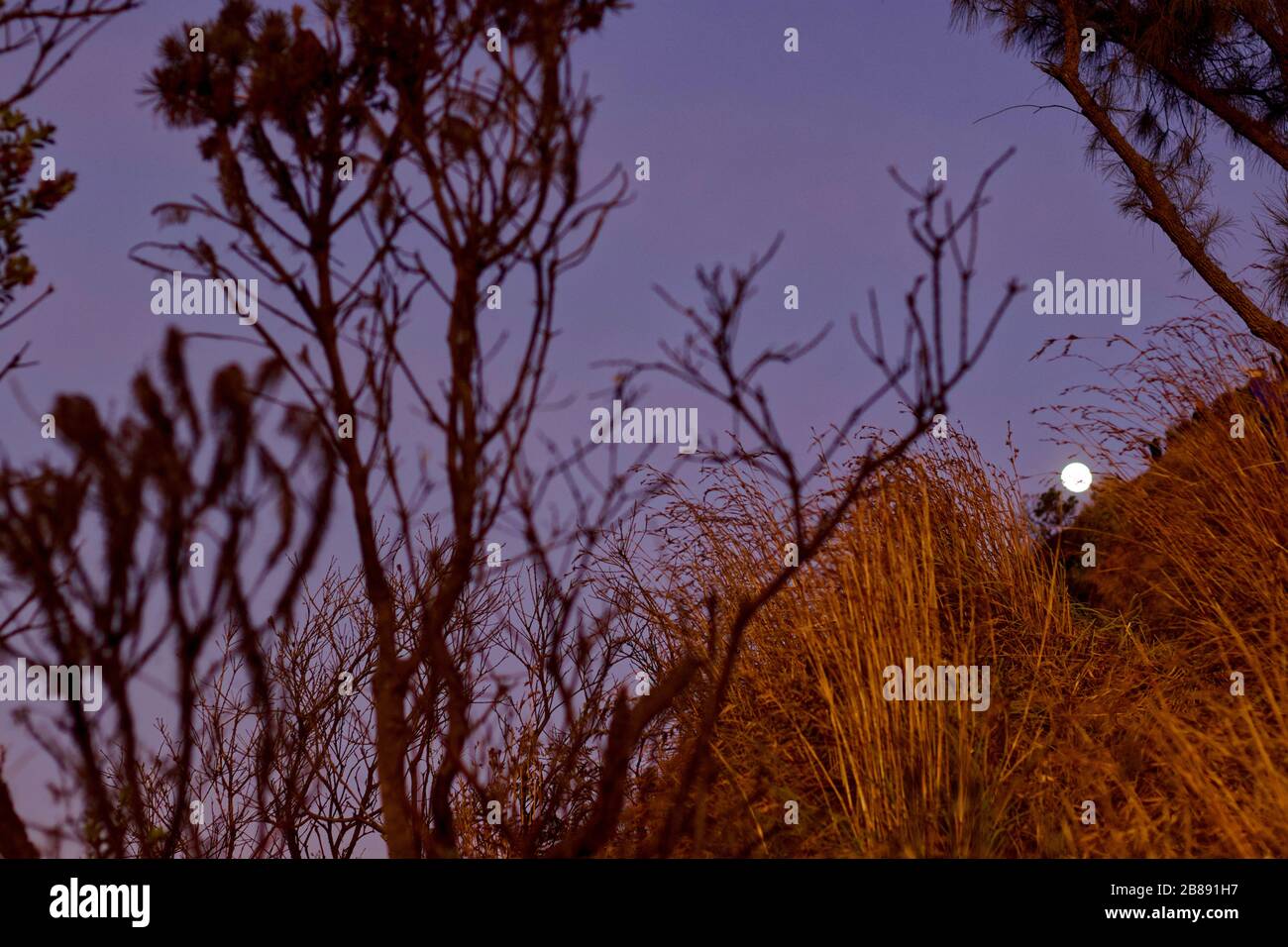 Moonlight at Sunrise Stock Photo - Alamy