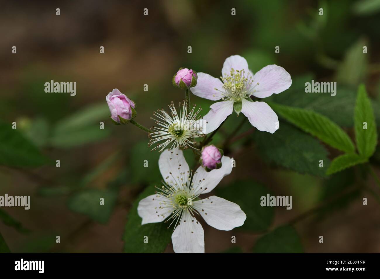 Southern dewberry blooms and buds Stock Photo - Alamy